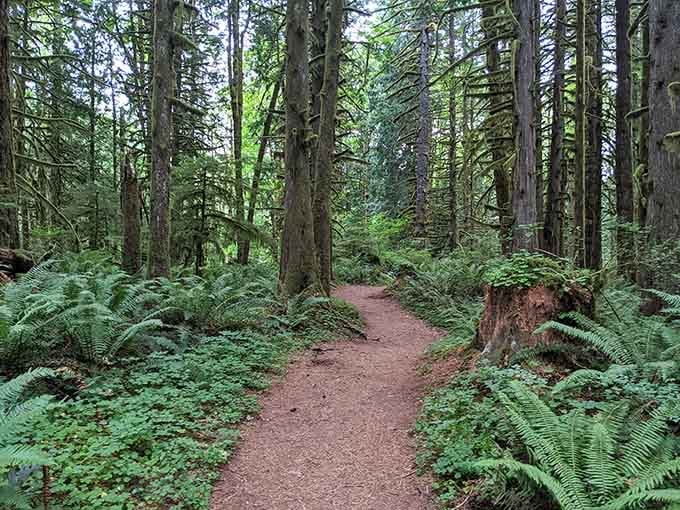 Towering Douglas firs and sword ferns create that classic Pacific Northwest forest vibe you see on postcards and screensavers.