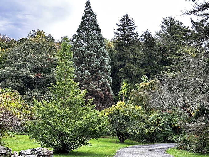 Towering evergreens and diverse trees create layers of green that would make any landscape painter weep.