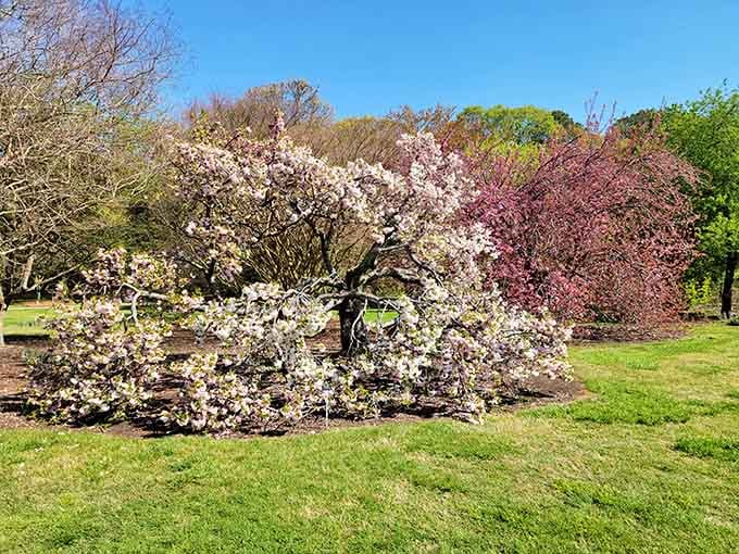 Spring's flowering trees put on a show that rivals any Broadway production, minus the ticket prices and parking hassles.