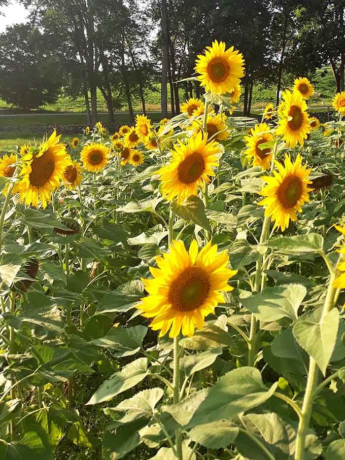Sunflowers blooming near the forest edge bring unexpected bursts of sunshine to your woodland adventure and your camera roll.