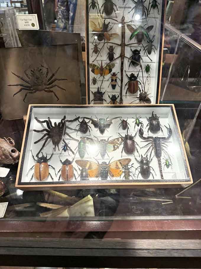 Behind glass, beetles and spiders become tiny jewels, proving even creepy crawlies deserve their moment.