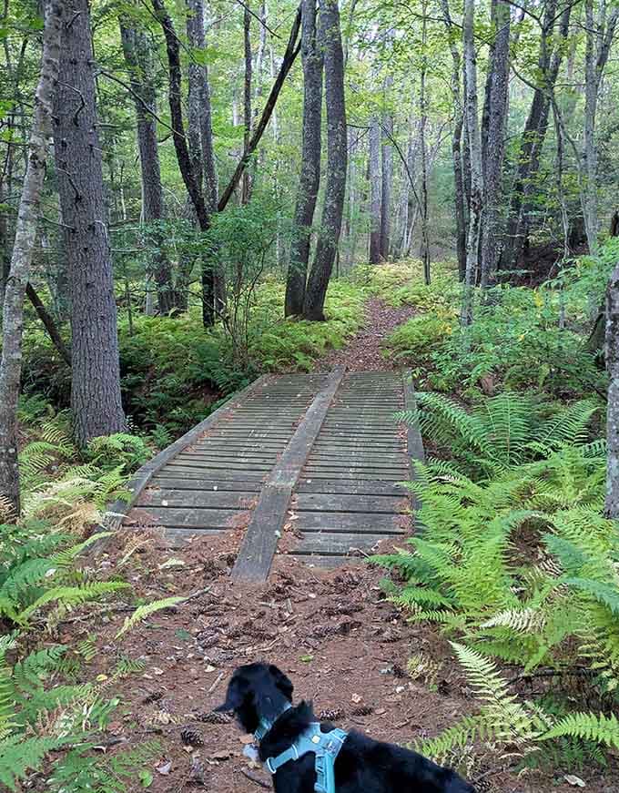 Wooden bridges over wetlands make you feel like you're in a Tolkien novel, minus the orcs.
