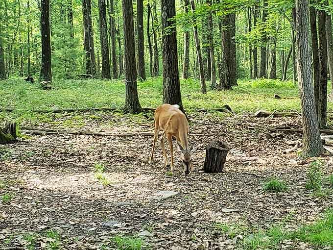 Wildlife sightings happen so casually here, you'll start thinking the deer are part of the welcoming committee.