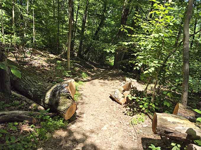 Sometimes the journey involves more roots and rocks than actual dirt, building character one careful step at a time.