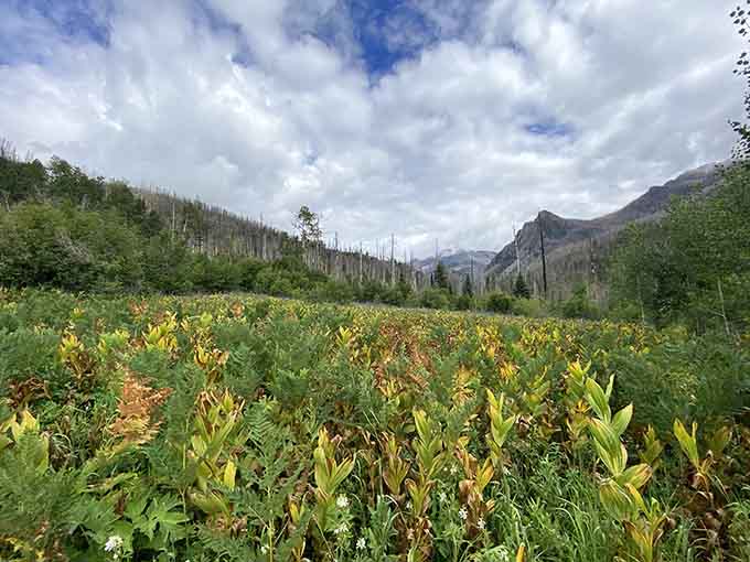Wildflowers blanket the canyon floor in summer, turning your hike into a Sound of Music moment without the Nazis.