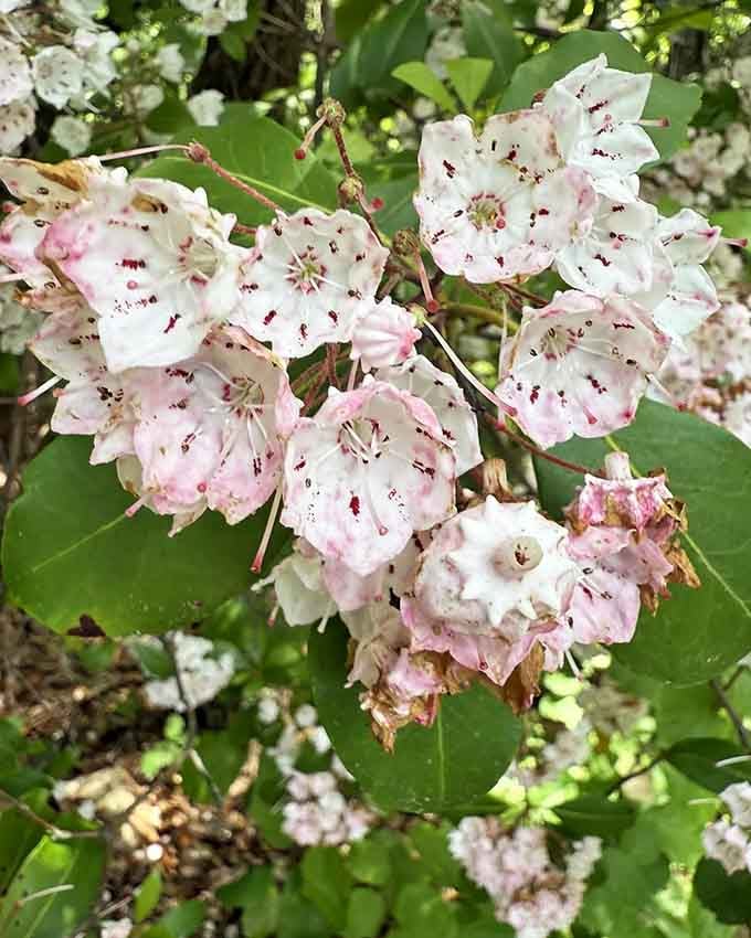 Mountain laurel blooms transform the trail into a botanical gallery, delicate petals defying the rugged landscape.