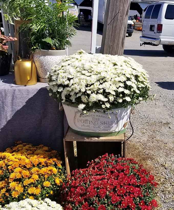 Blooming mums in garden market containers add natural beauty to your shopping haul without breaking the bank.