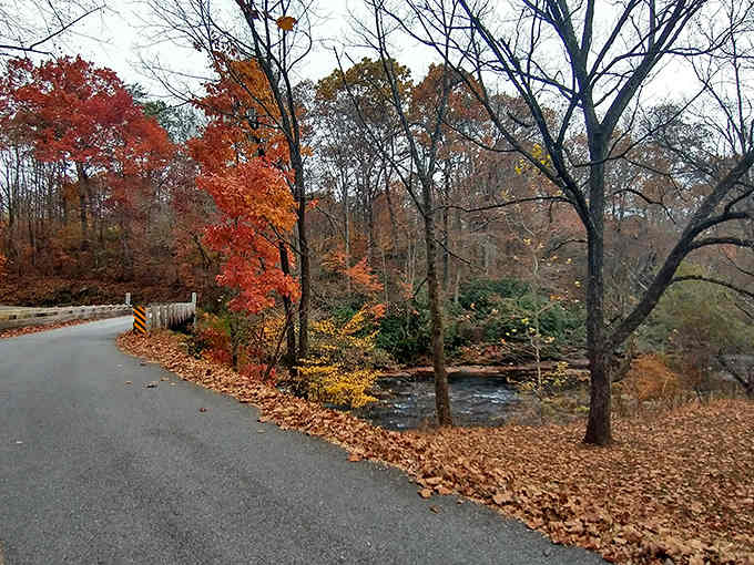 The winding road cuts through fall foliage so brilliant it looks like Photoshop, but it's gloriously real.