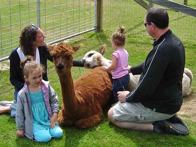 The whole family getting their alpaca therapy session in, because some experiences just require everyone's participation together.