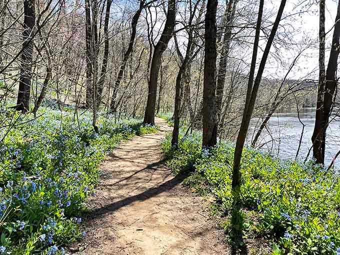 Spring trails burst with life, reminding you that renewal happens whether you're paying attention or scrolling through your phone.