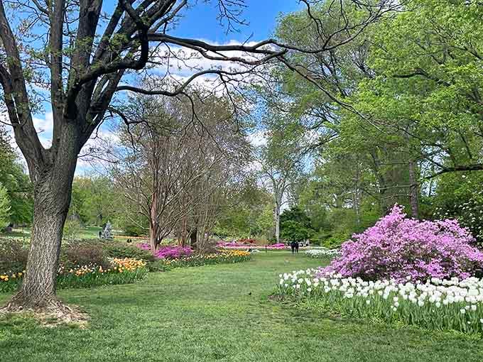 Purple azaleas and white tulips proving that Mother Nature has better design skills than most professional landscapers combined.