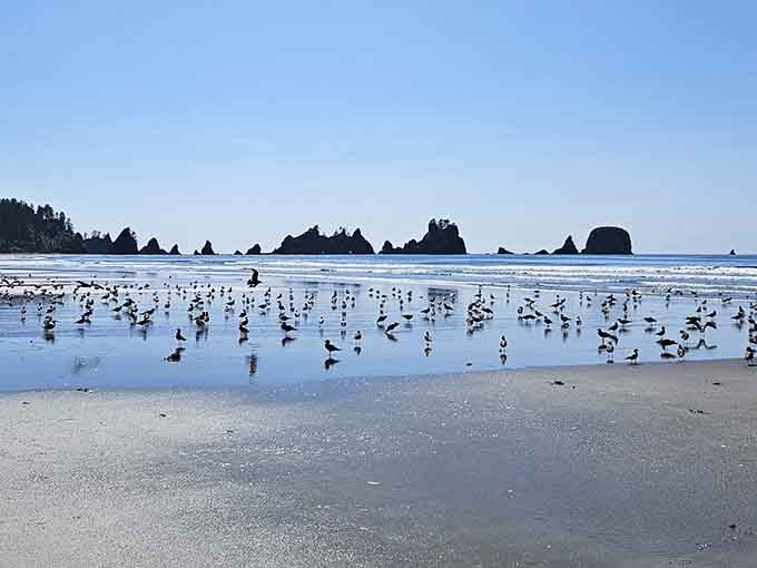 When the shorebirds gather like this, you know you've found a beach that's still genuinely wild and thriving.