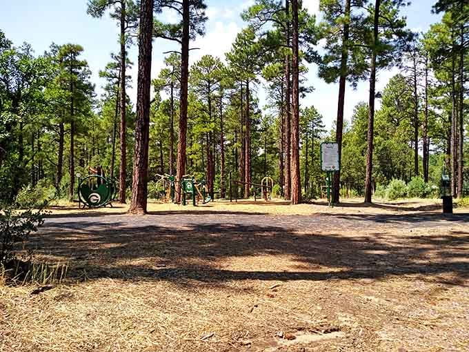 City Park's playground equipment sits among towering pines, giving grandkids memories better than any video game could provide.