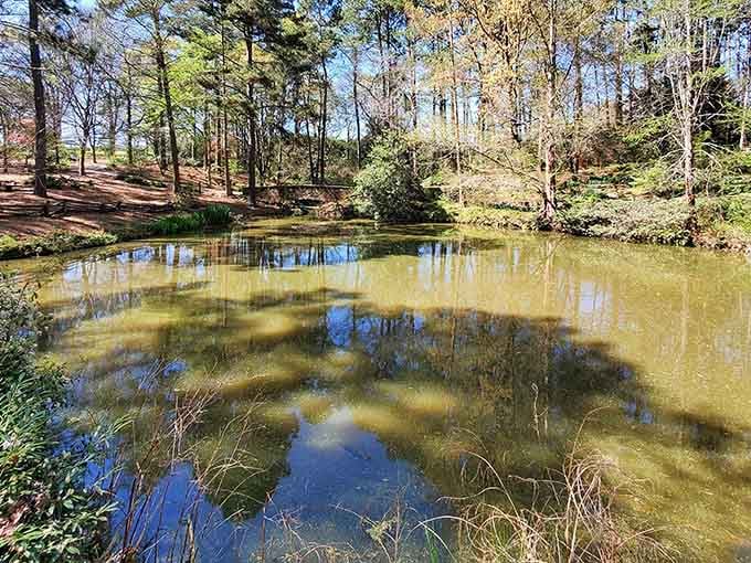 The serene pond reflects the surrounding trees like nature's own mirror, minus the harsh bathroom lighting.