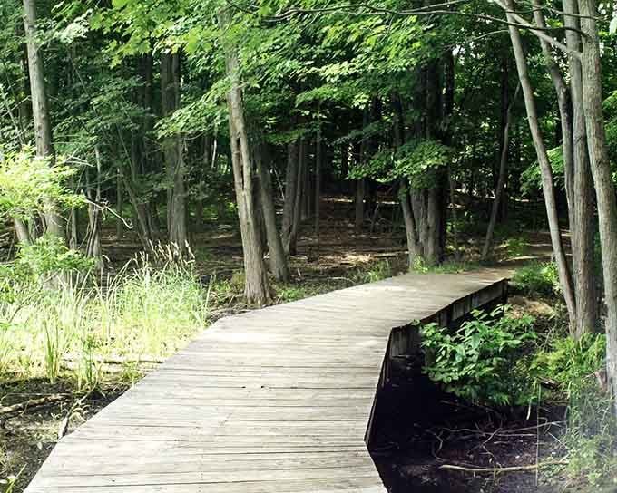 Wooden boardwalks through the woods: perfect for contemplating life or just avoiding poison ivy while exploring.