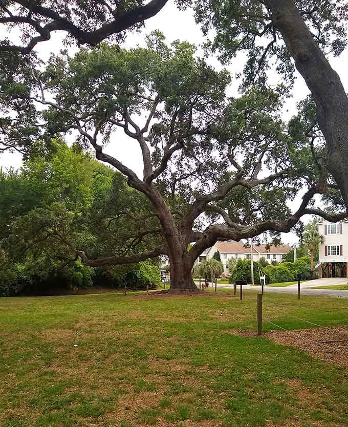 Ancient live oaks spread their branches like natural umbrellas, offering shade that's been decades in the making.