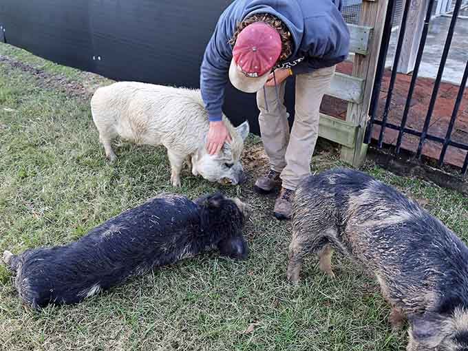 These adorable pigs are living their best lives, and honestly, we should all take notes immediately.