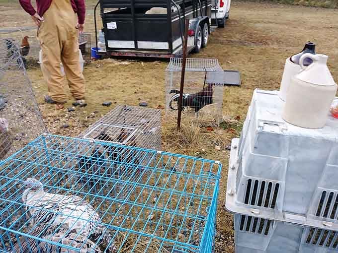Live poultry sales remind you this isn't your typical suburban shopping experience—it's the real rural Alabama deal.