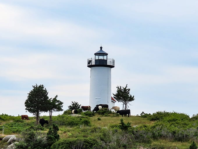 Local wildlife treats the lighthouse grounds like their personal estate, and honestly, who can blame them?