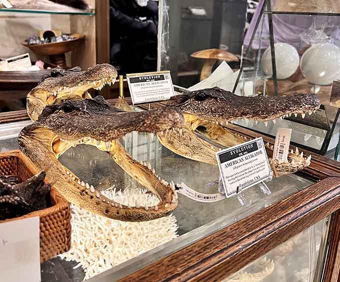 Alligator heads that look ready to snap, safely preserved for your viewing pleasure and mild terror.