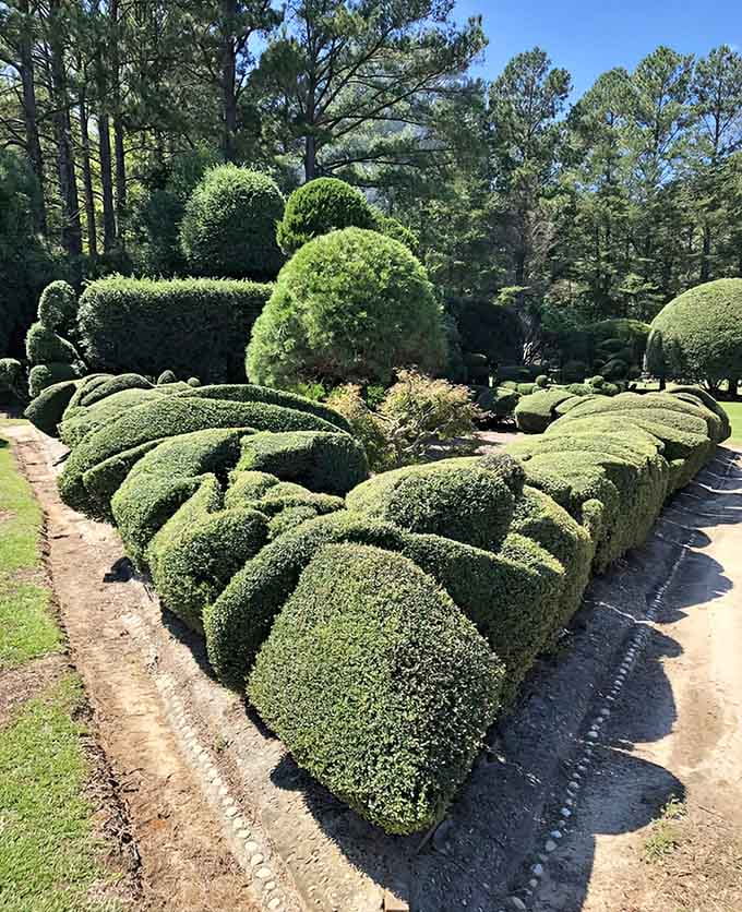 Flowing forms that seem to defy gravity while reminding us that patience and pruning create miracles.