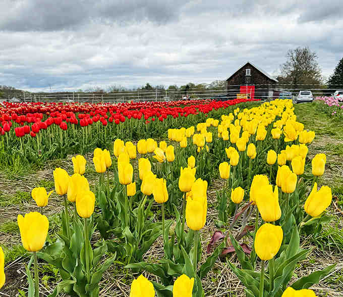 Yellow tulips standing at attention with the barn backdrop, creating a scene straight from a postcard.