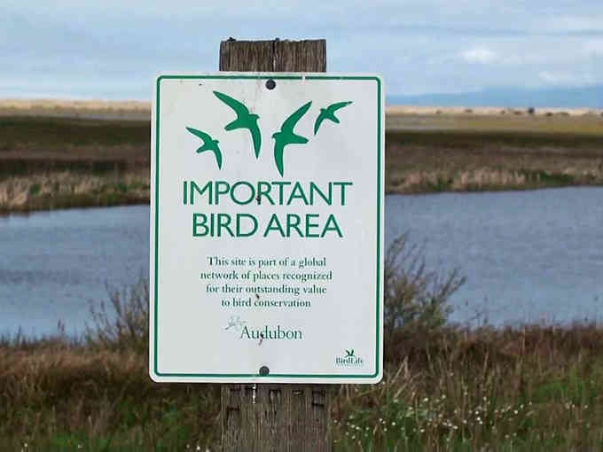 Important bird area indeed, this wetland sanctuary hosts more feathered visitors than a Hitchcock film festival ever could.