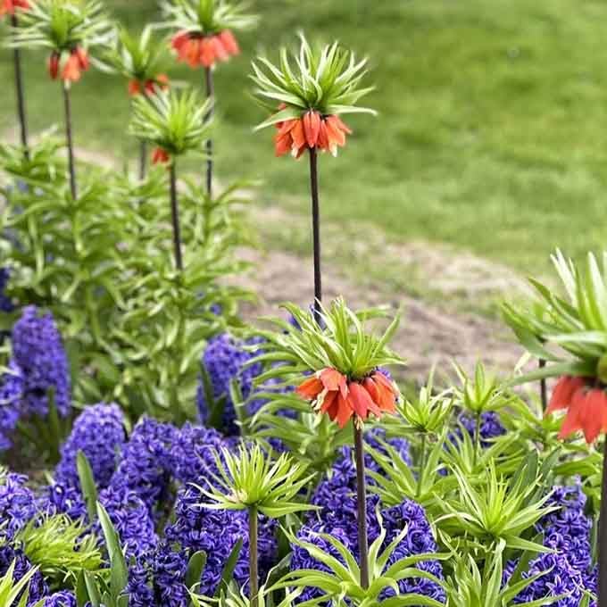 Crown Imperial flowers add unexpected pops of orange among the purple, because variety is the spice of gardens.