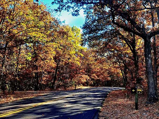 Fall colors so vivid you'll swear someone adjusted the contrast on reality itself &ndash; nature showing off again.