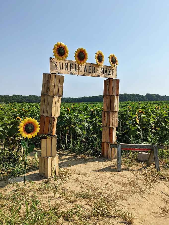 A sunflower maze entrance that promises adventure, mild confusion, and approximately seventeen thousand photo opportunities ahead.