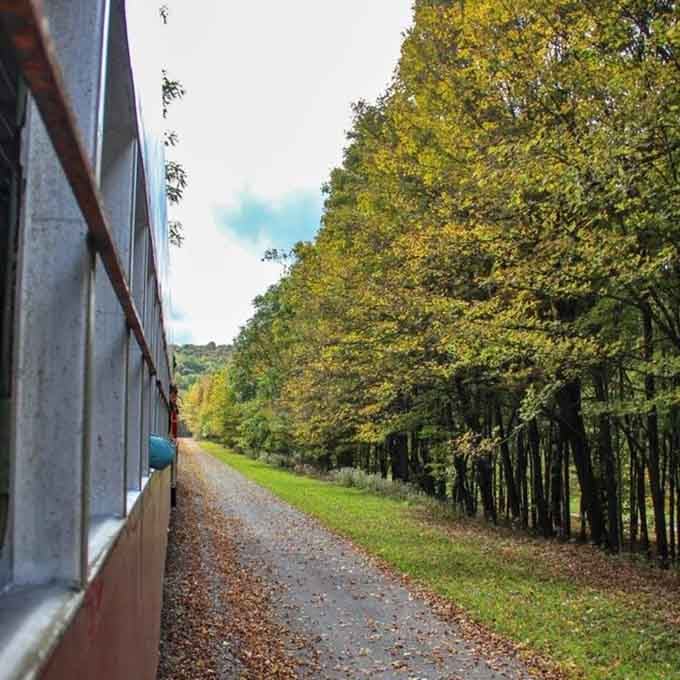 Autumn leaves frame the tracks as the train rolls past, creating a tunnel of color that cameras love.