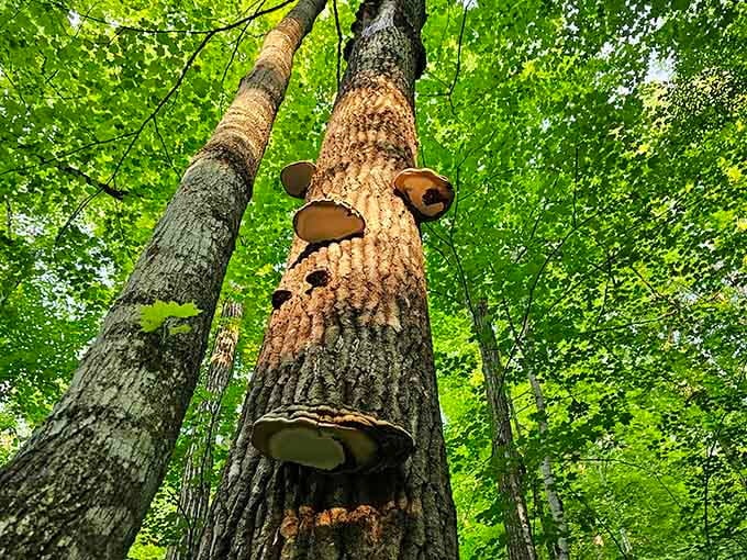 Even the fungi here are photogenic, decorating dead trees like nature's own abstract art installation.