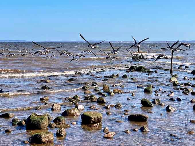 Seagulls treating the shoreline like their personal all-you-can-eat buffet, which honestly describes most seagull behavior everywhere.