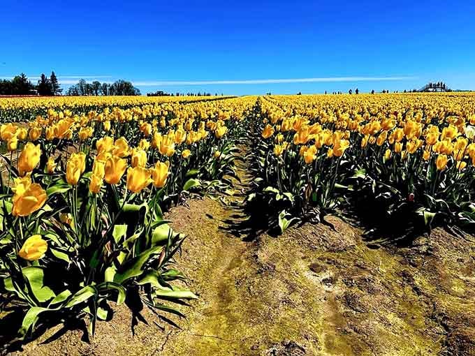 Endless rows of yellow tulips proving that sometimes nature really does go all-in on a single color.