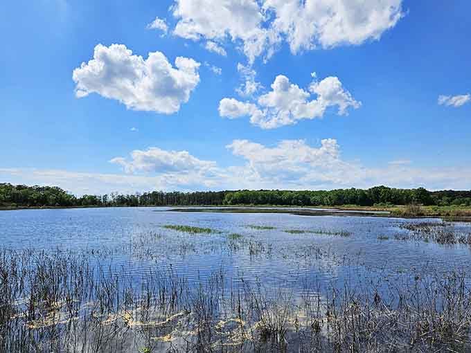 Endless wetlands stretch toward the horizon, where sky and marsh blend into one vast blue canvas.