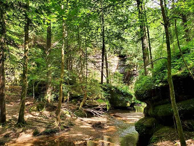 Moss-covered boulders and trickling streams create a green sanctuary where sunlight barely penetrates the dense forest canopy above.
