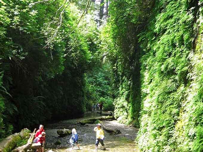 Emerald ferns cascade down canyon walls like living waterfalls, creating a green corridor that feels prehistoric and magical.