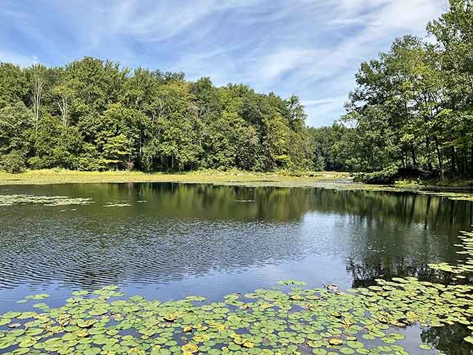 Lily pads float like green stepping stones across the mysterious water, their yellow blooms dotting the surface cheerfully.