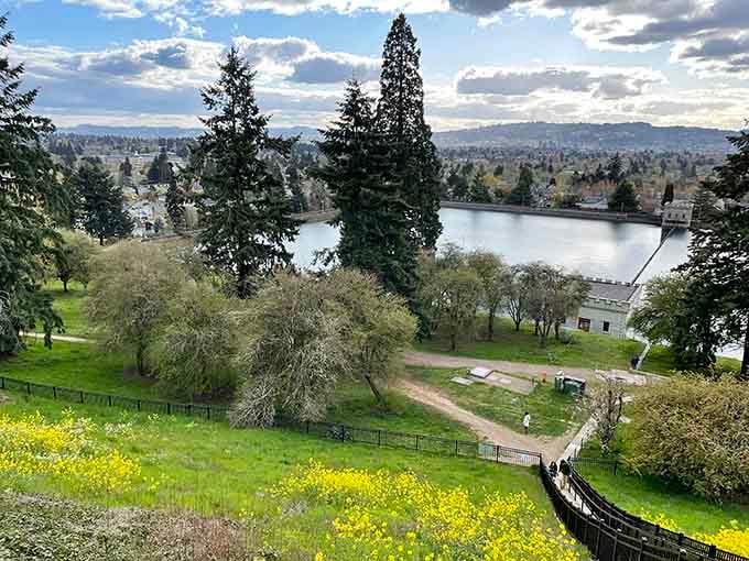 Wildflowers blanket the hillside in golden yellow, framing the reservoir and city skyline like a natural picture frame.