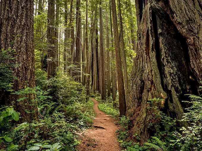 Ferns carpet the forest floor beneath towering redwoods that have witnessed centuries pass like mere seasons.