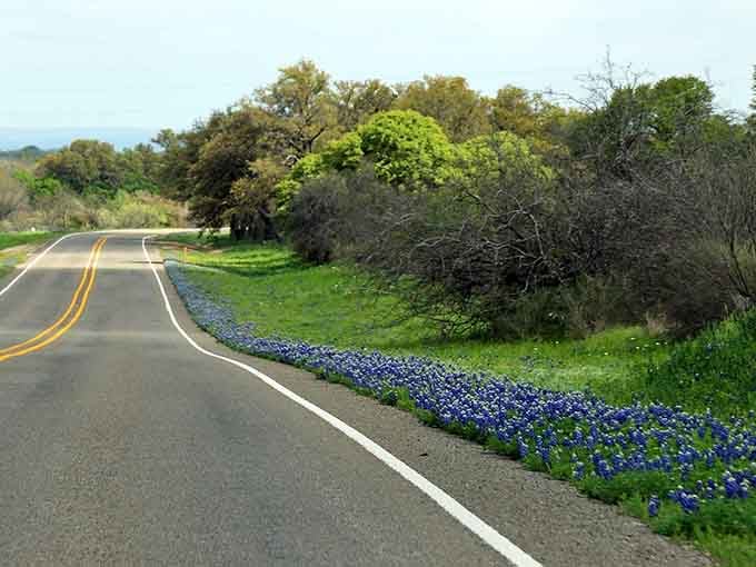 Bluebonnets carpet the roadside in waves of blue, turning an ordinary country drive into a spectacular spring celebration.