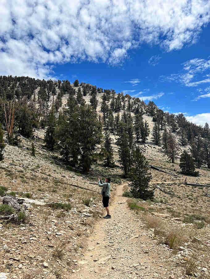 These gnarled survivors have weathered millennia on windswept slopes, making your Monday morning seem pretty manageable.