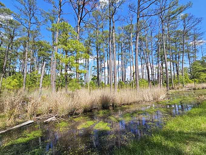 Tall pines stand sentinel over golden marshland, creating the kind of wilderness that feeds your soul.