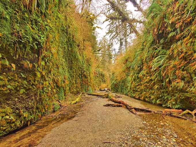 Autumn light filters through the narrow passage, illuminating moss-covered walls in shades of gold and vibrant green perfection.
