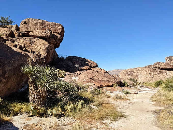Desert trail winds past stacked boulders and hardy yuccas, leading adventurers through landscapes painted by ancient peoples.