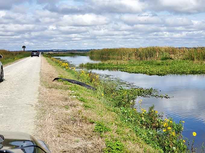Clouds drift over marshlands where the only traffic jam involves egrets, herons, and the occasional gator.