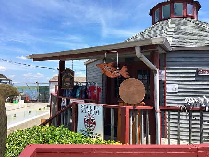 The charming coastal architecture houses a mission bigger than its size: rescuing marine life one creature at a time.