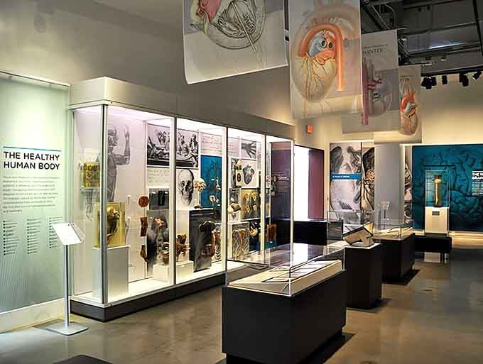 The museum's exhibits blend vintage advertising with serious medical history, creating an unexpectedly engaging educational experience for all ages.