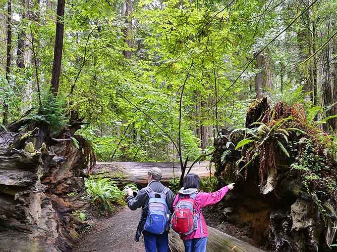 Hikers explore trails winding through ancient giants where sunlight filters down like nature's own cathedral lighting.