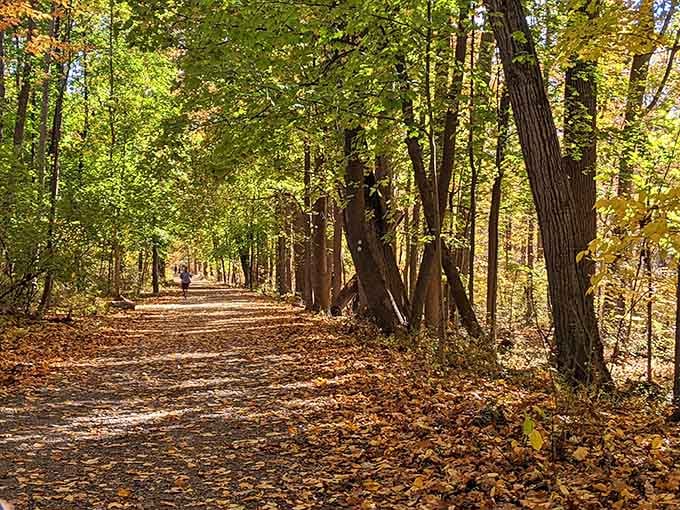 Sunlight filters through towering trees onto the leaf-covered path, creating nature's own cathedral for your peaceful autumn stroll.